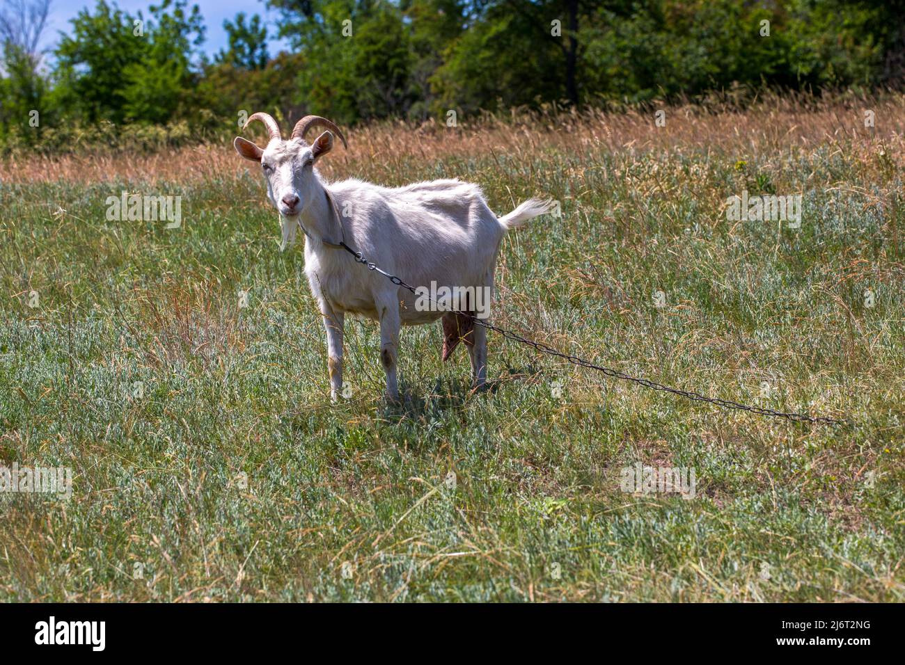 Goat on a chain hi-res stock photography and images - Alamy