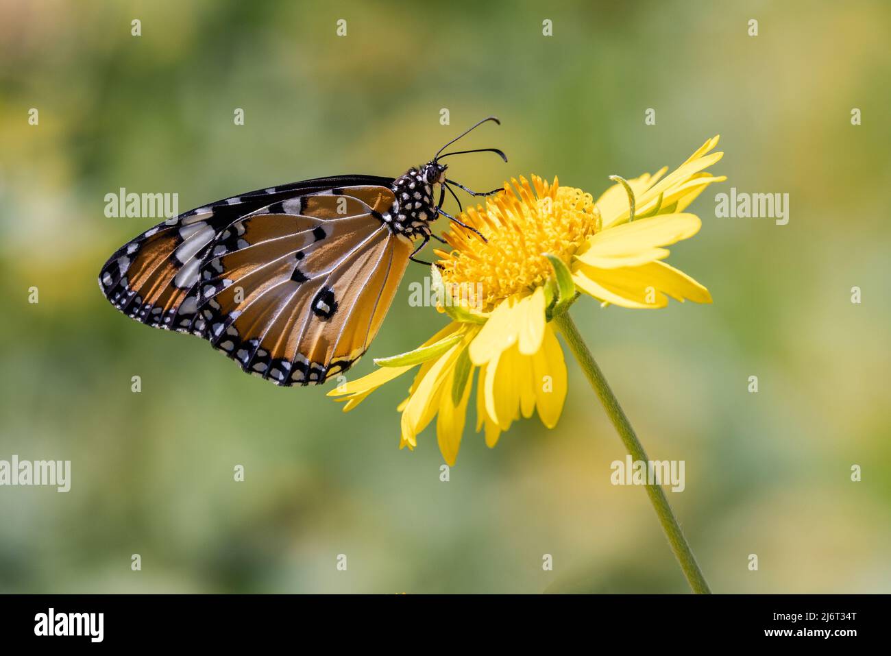 Australian wanderer hi-res stock photography and images - Alamy