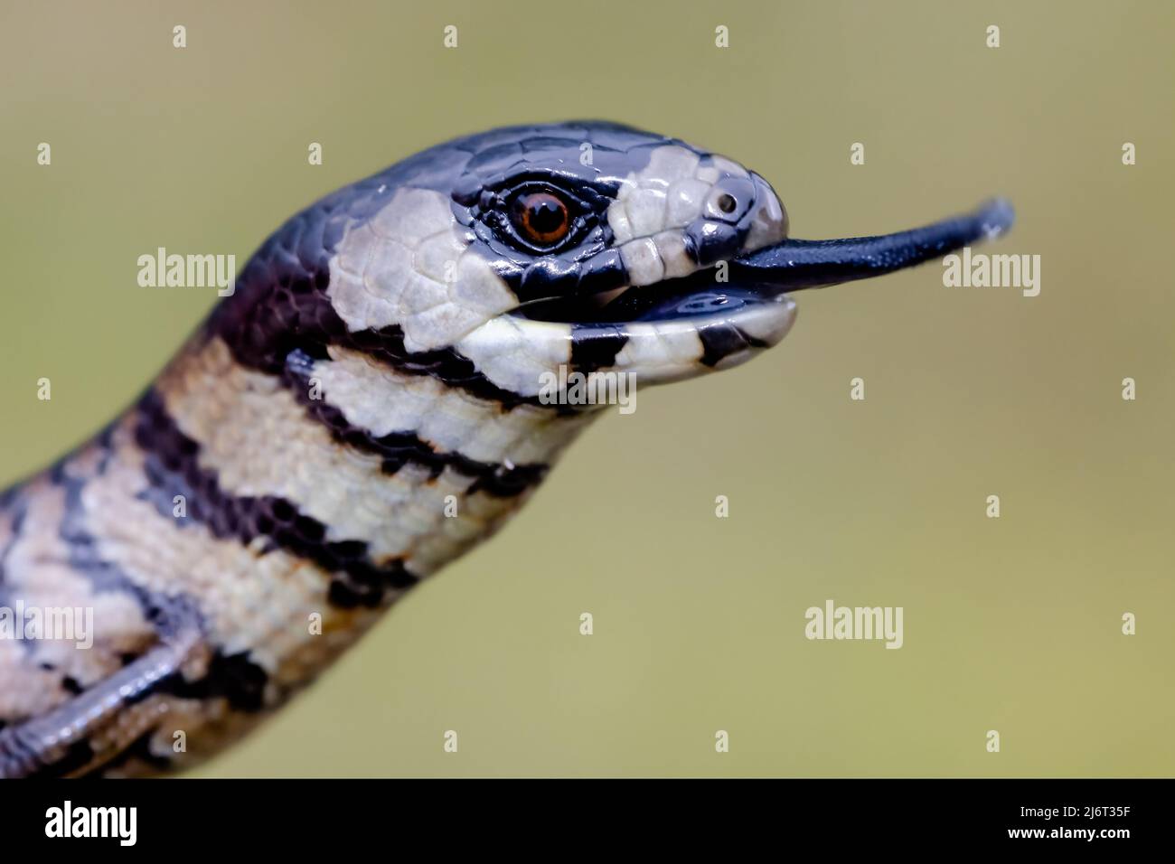 Juvenile Mainland She-Oak Skink flickering tongue (Cyclodomorphus ...