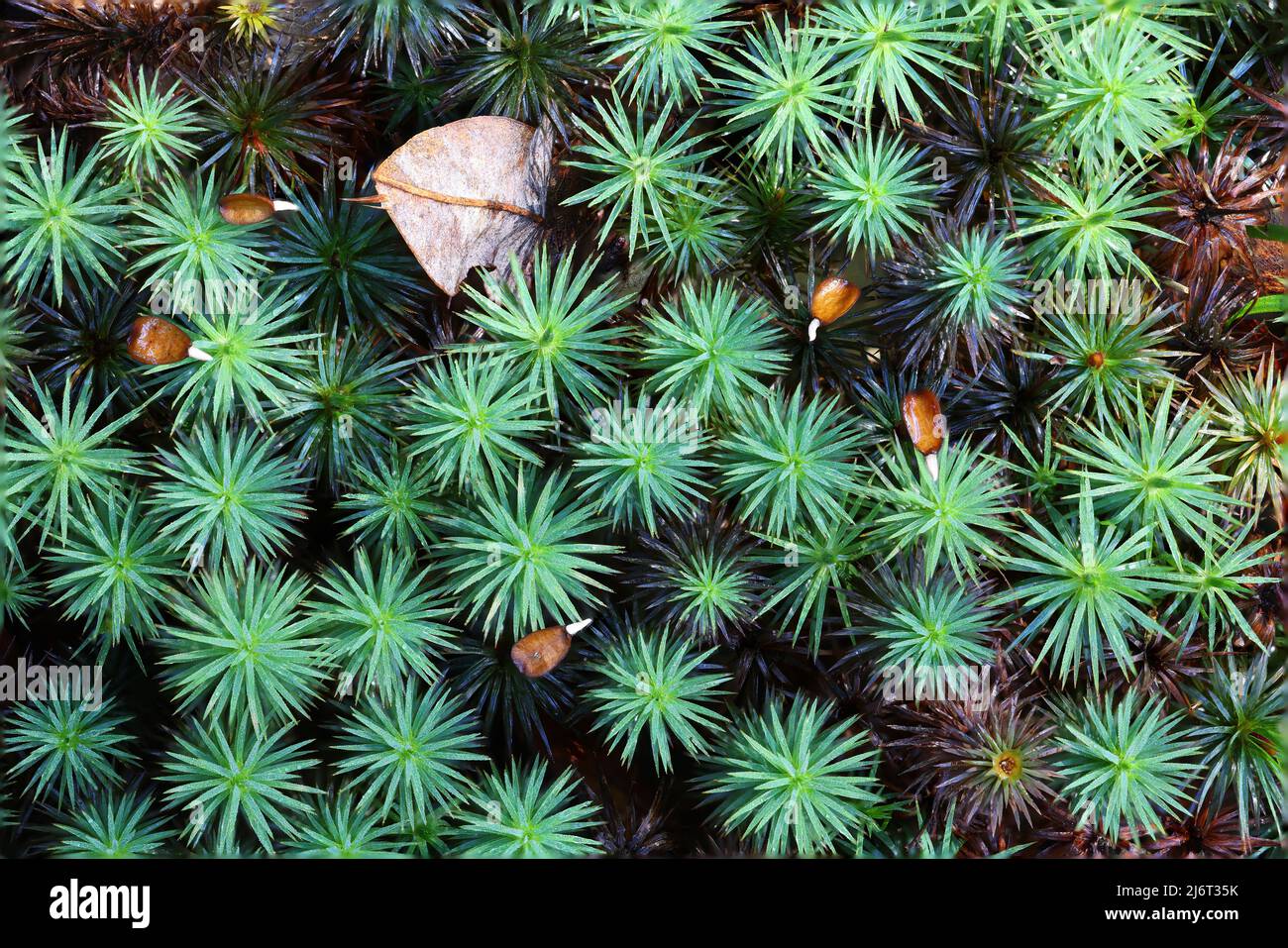 Giant Moss on forest floor (Dawsonia sp Stock Photo - Alamy