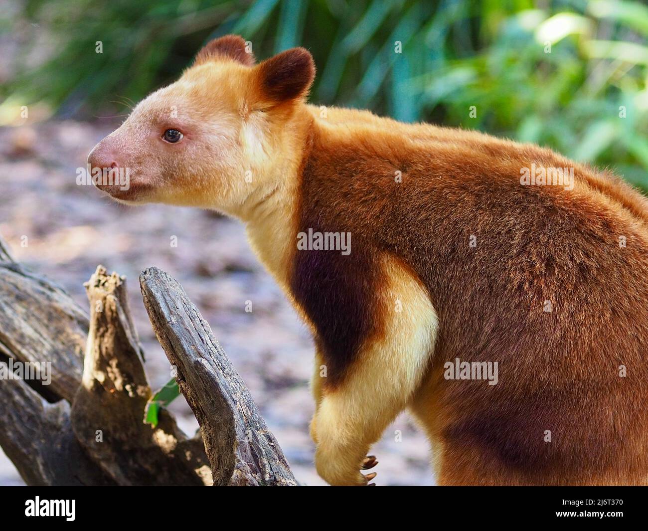 Gorgeous charismatic Goodfellow's Tree-Kangaroo with soft silky golden ...