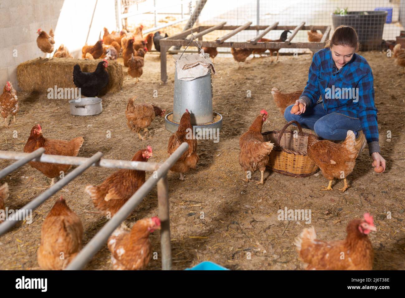 Female farmer collecting eggs in wicker basket in chicken coop Stock ...