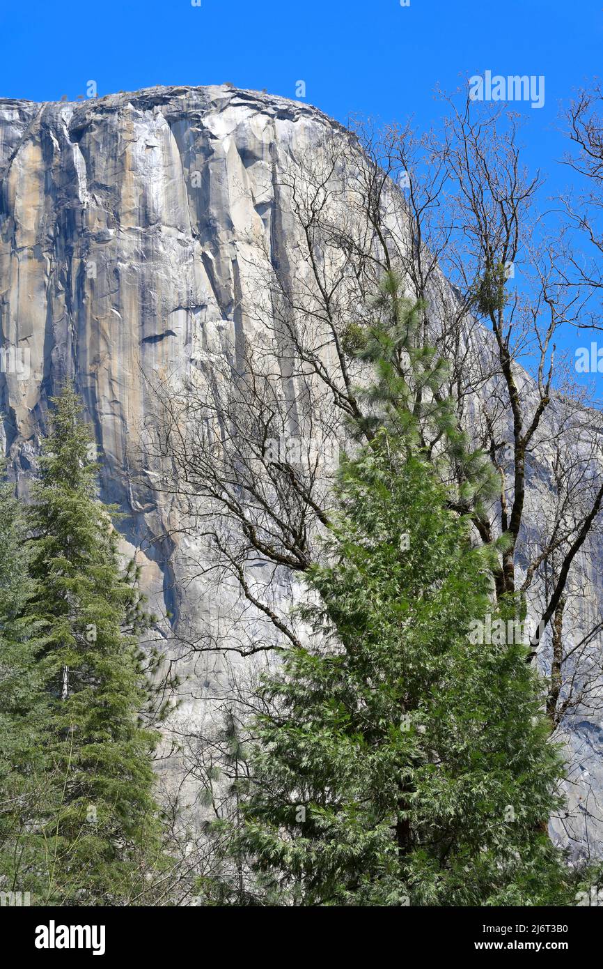 Famous El Capitan in front of the iconic Yosemite Valley (US National ...
