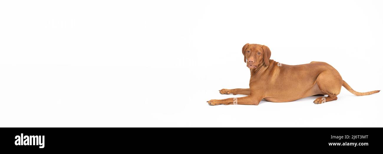 Female dog lies down and looks straight into the camera. Panoramic ...