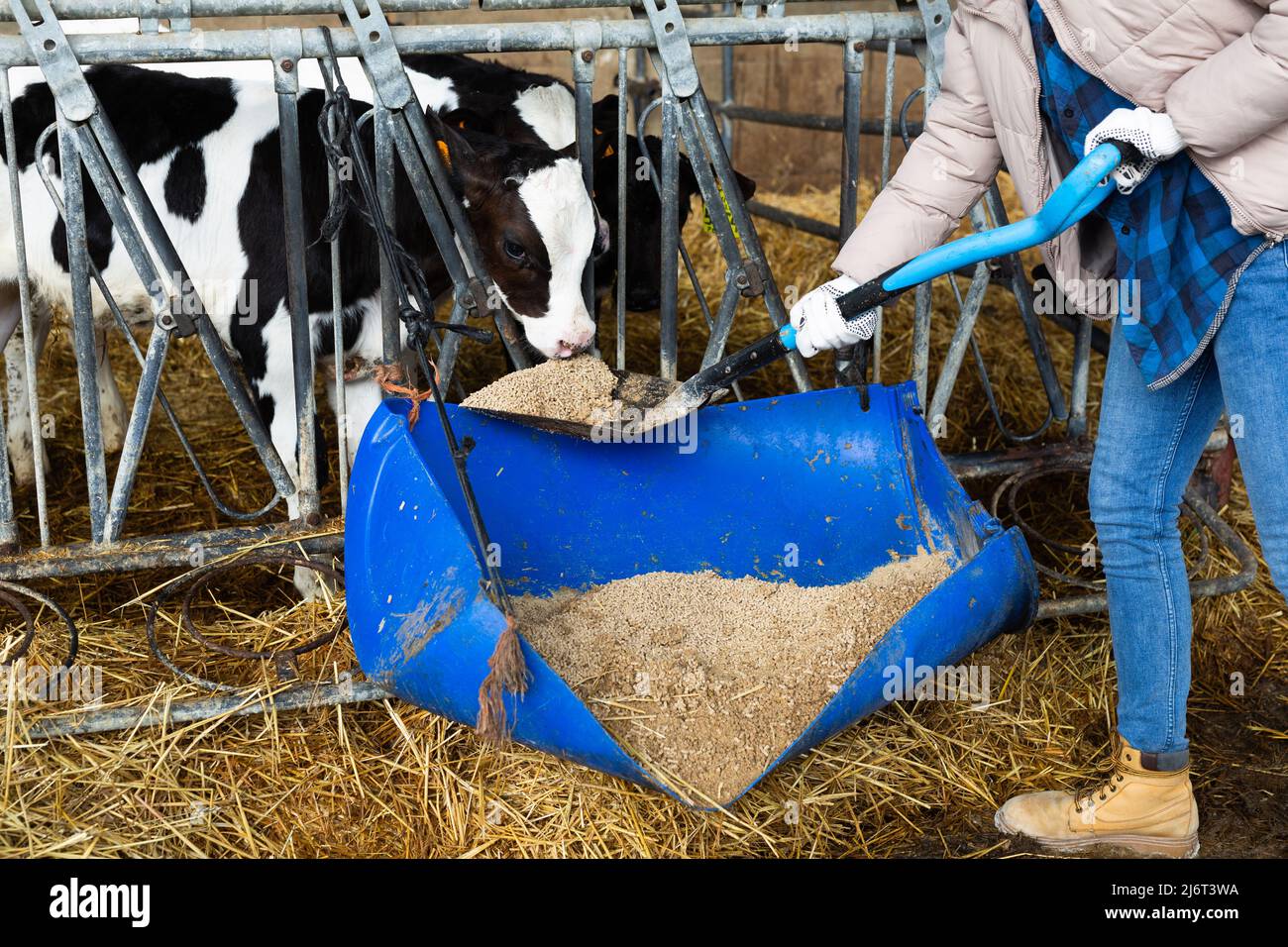 Female farmer using shovel to feed calves Stock Photo - Alamy