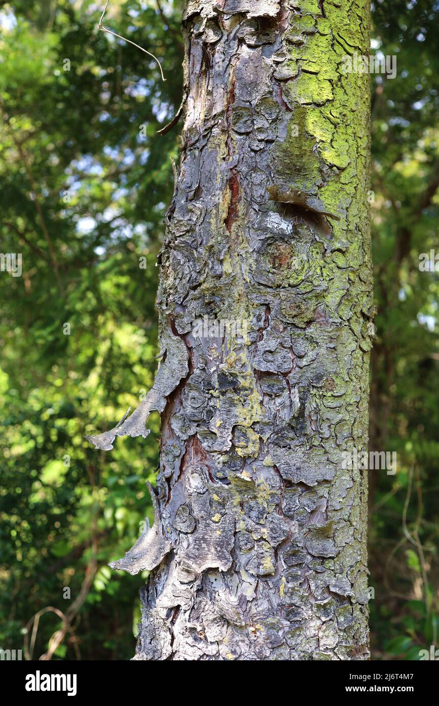 Sendai City, Miyagi Prefecture Japan, May 2022. Spring plants.Tree ...