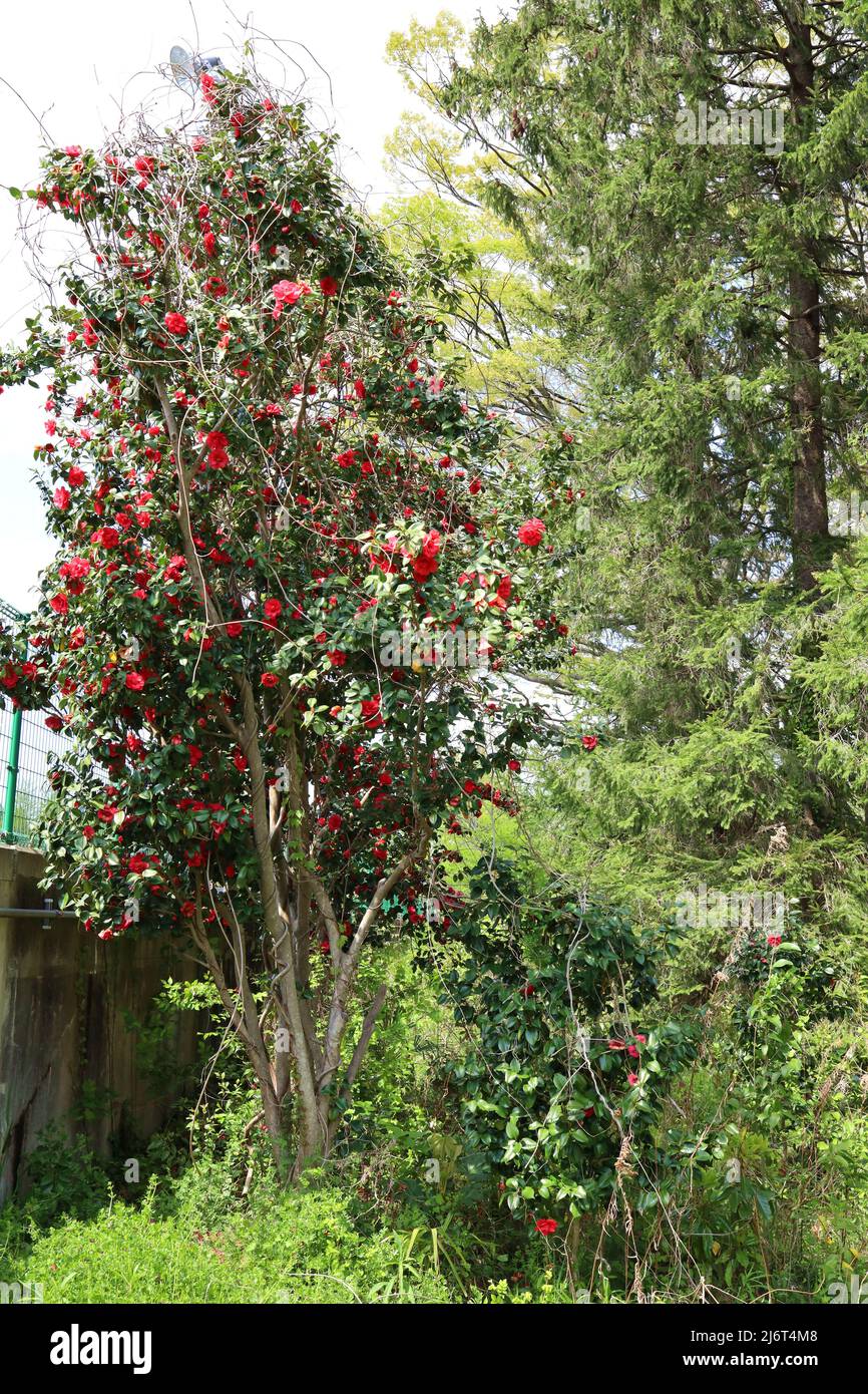 Sendai City, Miyagi Prefecture Japan, May 2022. Spring plants.Rose tree ...