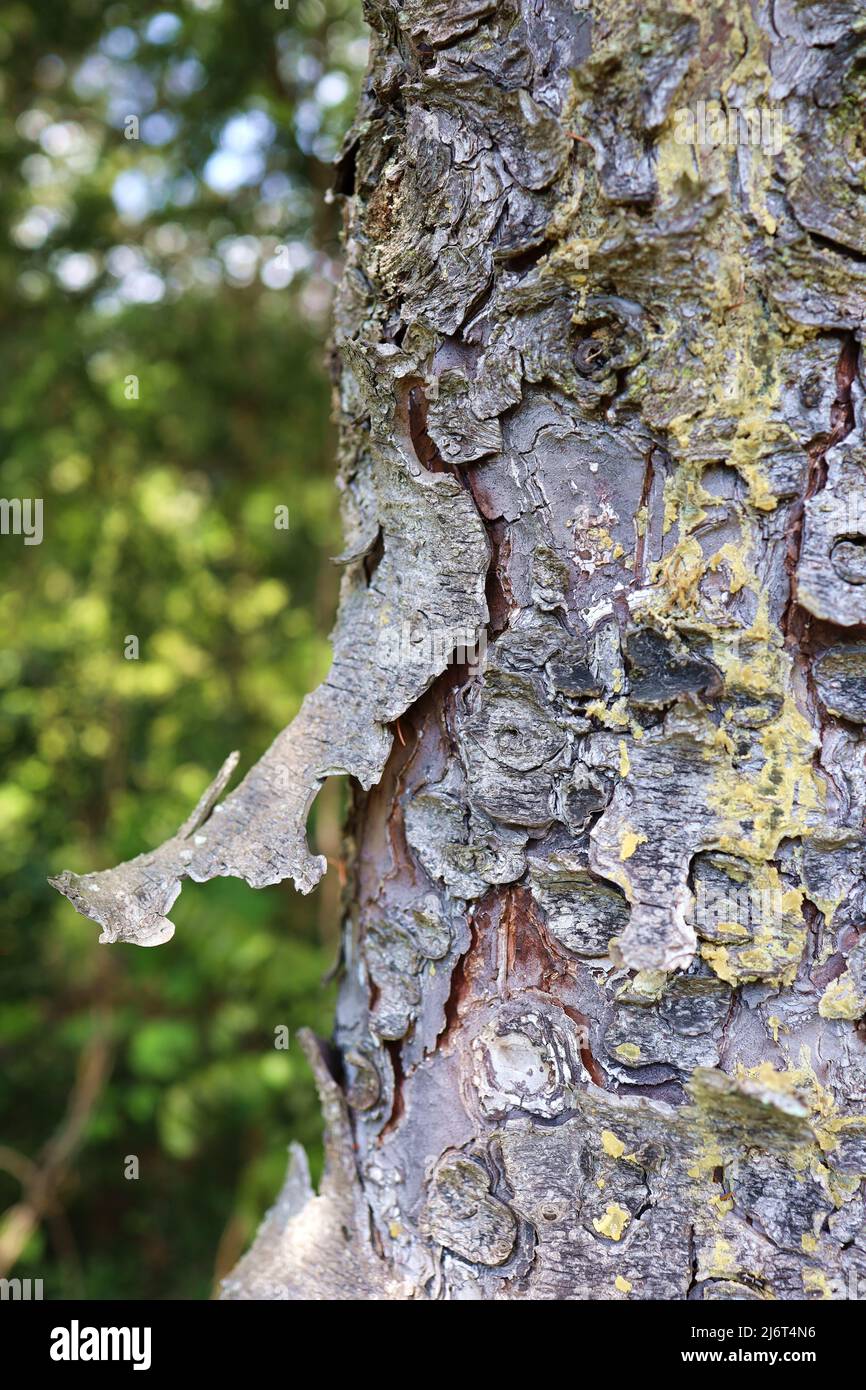 Sendai City, Miyagi Prefecture Japan, May 2022. Spring plants.Tree ...