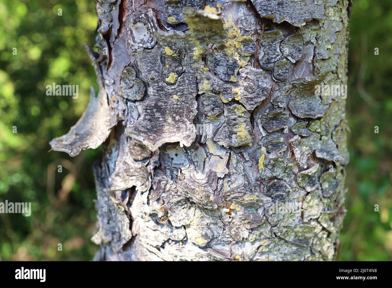 Sendai City, Miyagi Prefecture Japan, May 2022. Spring plants.Tree ...