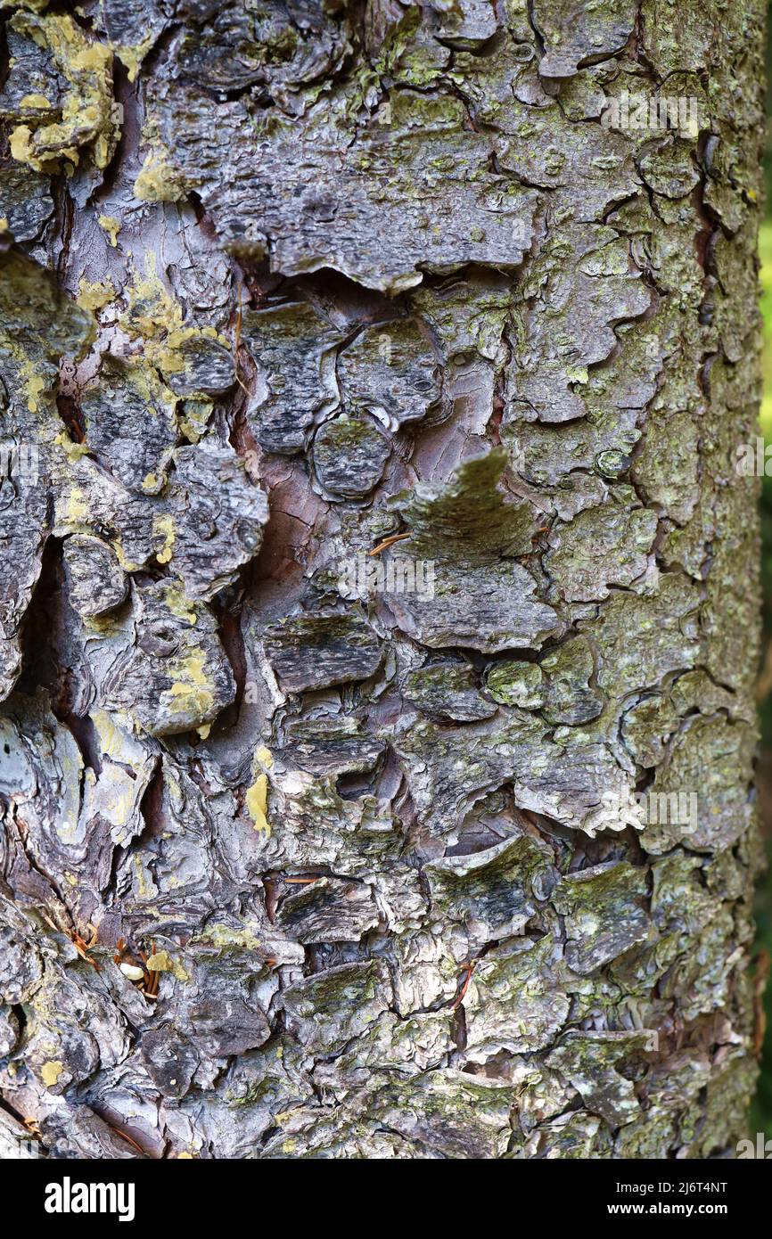 Sendai City, Miyagi Prefecture Japan, May 2022. Spring plants.Tree ...