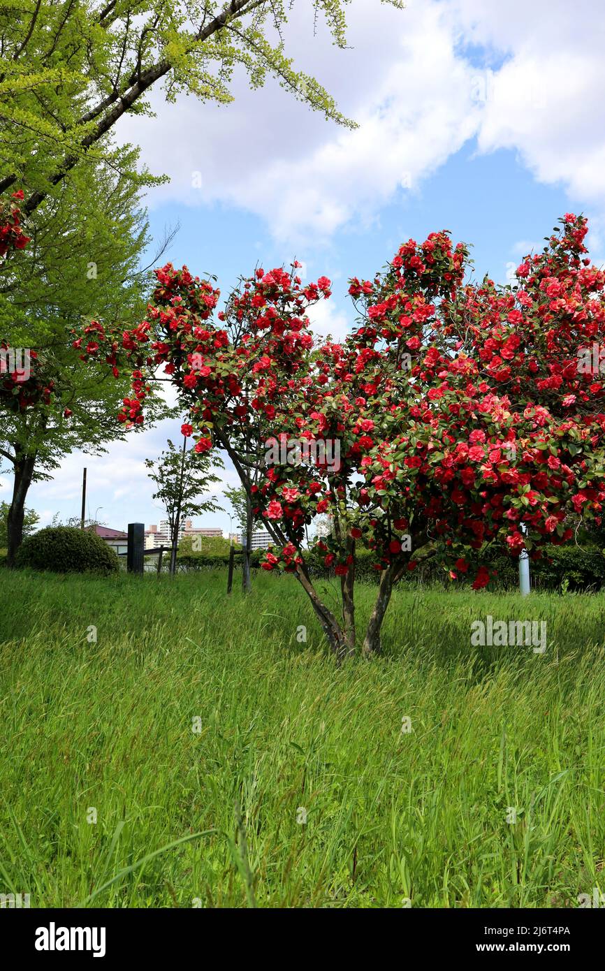Sendai City, Miyagi Prefecture Japan, May 2022. Spring plants.Rose tree ...