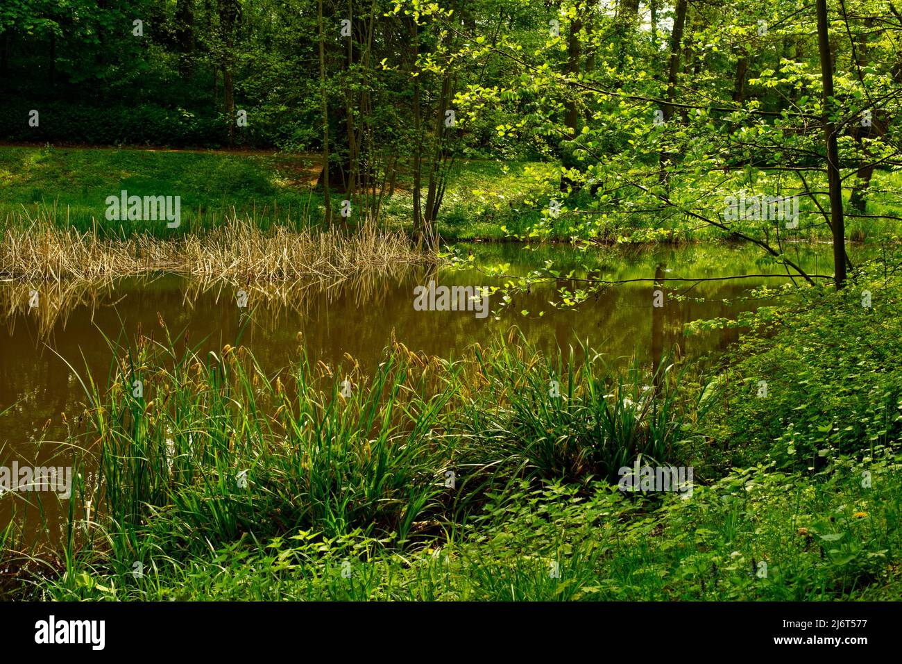 Green beige hi-res stock photography and images - Alamy
