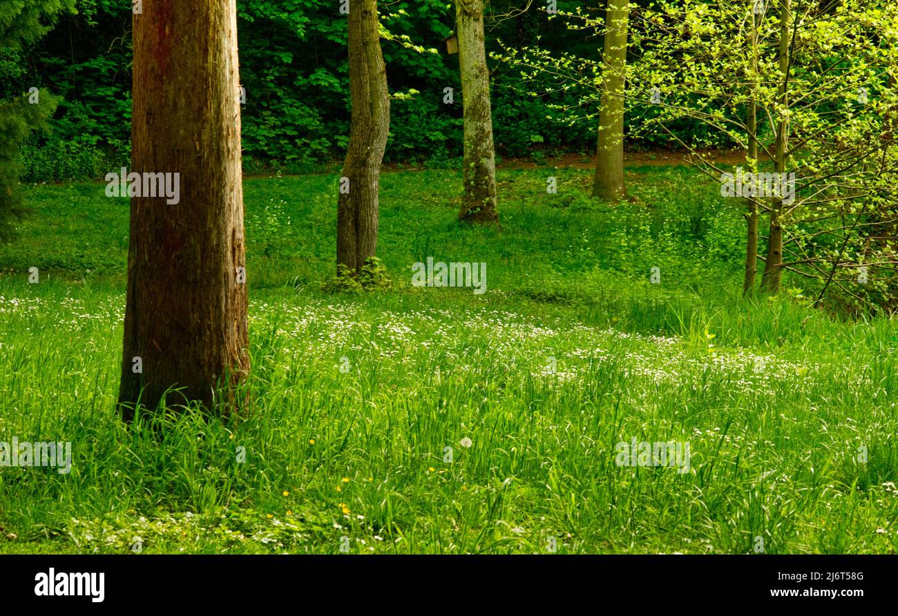 Four trees hi-res stock photography and images - Alamy