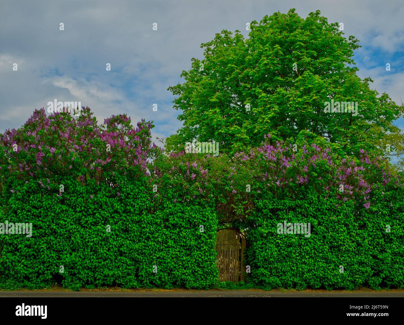 idyllic picture of a hedge with an old wooden garden door with common ...
