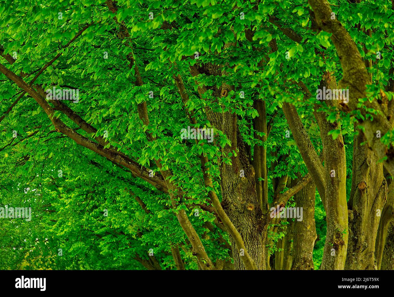 row of trees with plentiful green leafage Stock Photo - Alamy