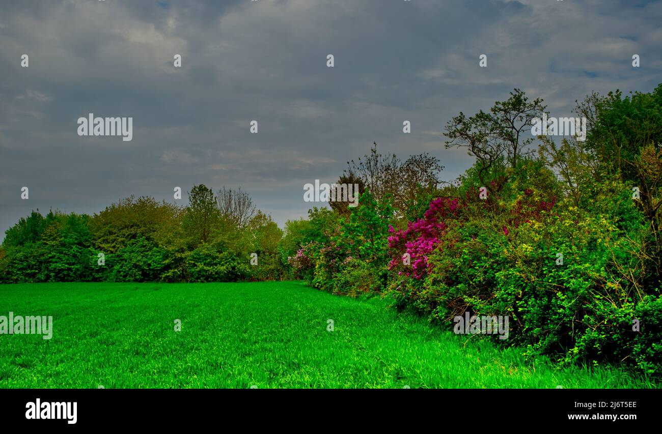 fresh green field and a hedge of colorful bushes including common lilac ...