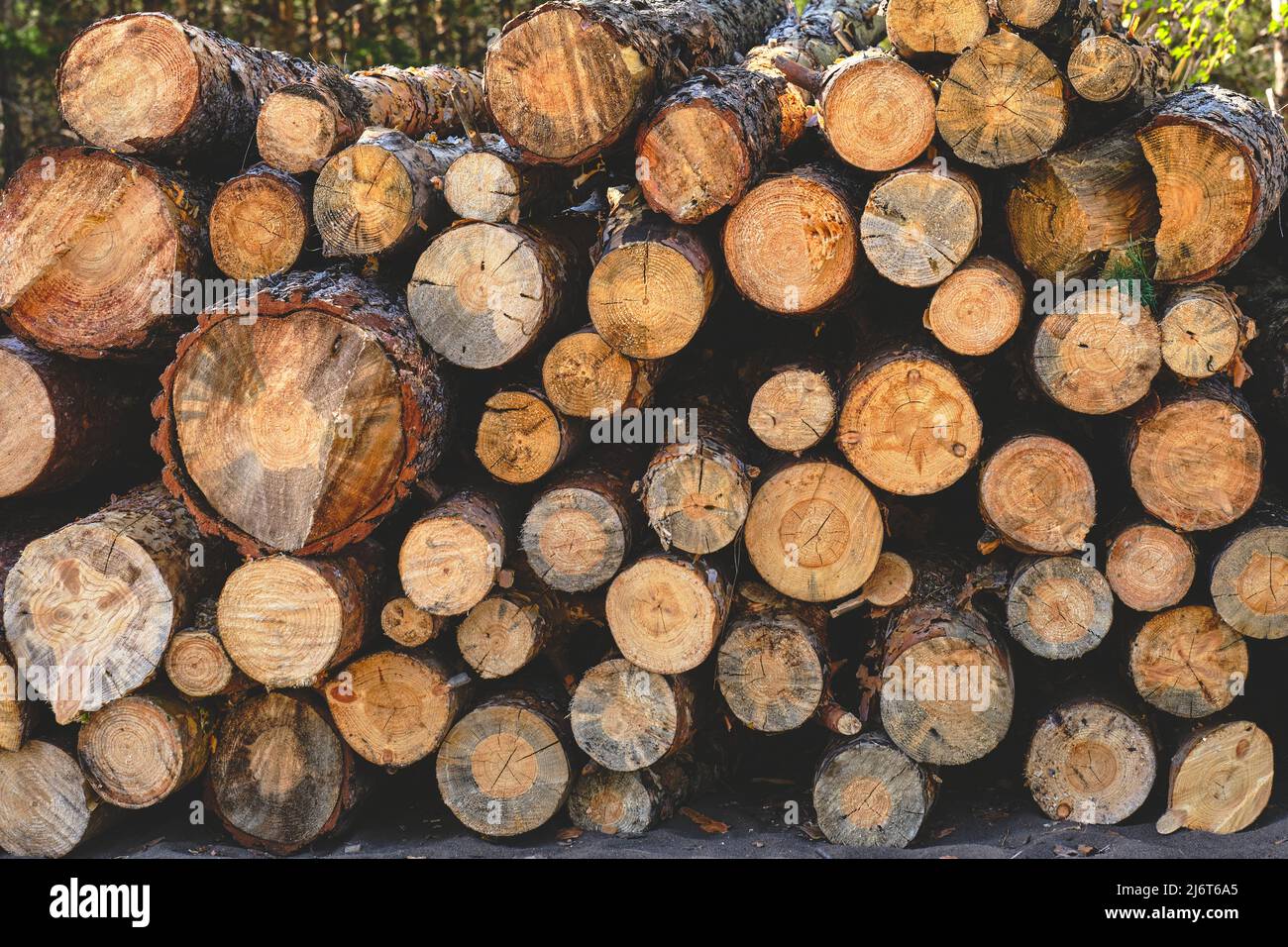 Background, sawn pine trees,timber harvesting Stock Photo - Alamy