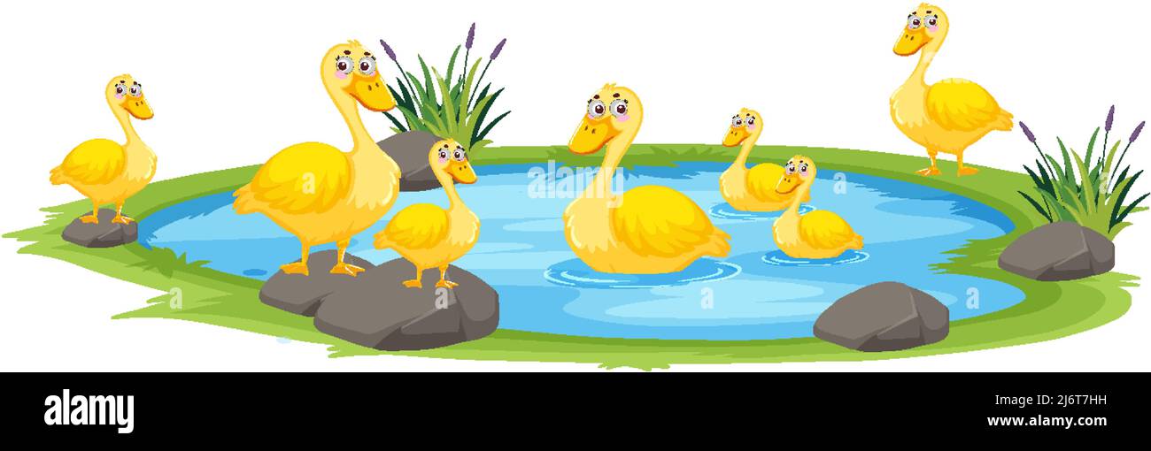 Duck in the pond on white background illustration Stock Vector Image & Art - Alamy