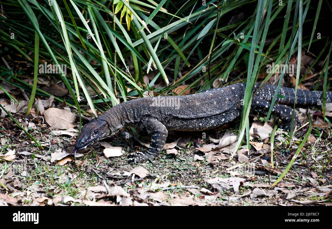 Goanna in Australian wilderness hunting for food Stock Photo - Alamy