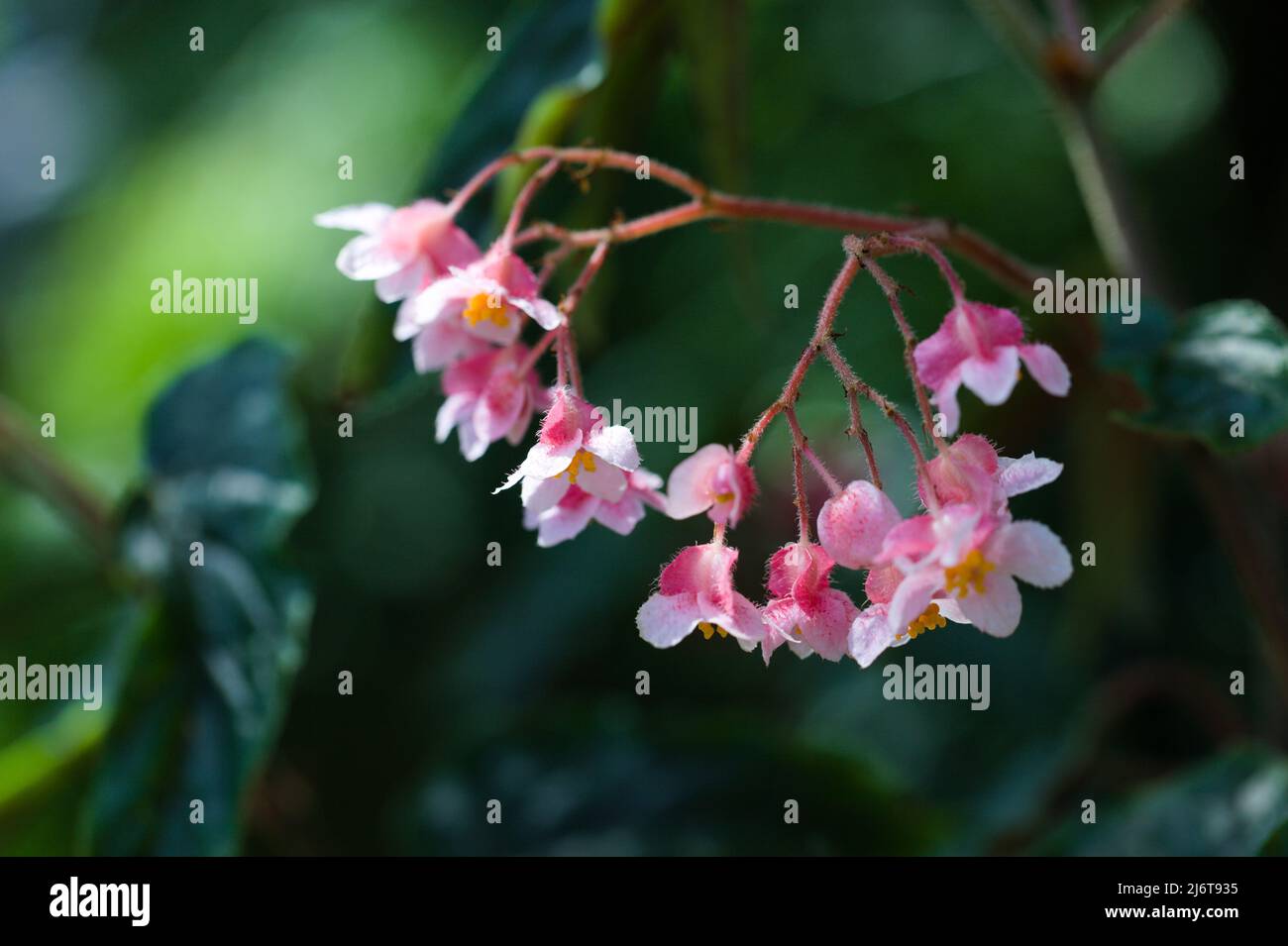 Close-up of pink-flowering evergreen perennial , Cane Begonia, Begonia ...
