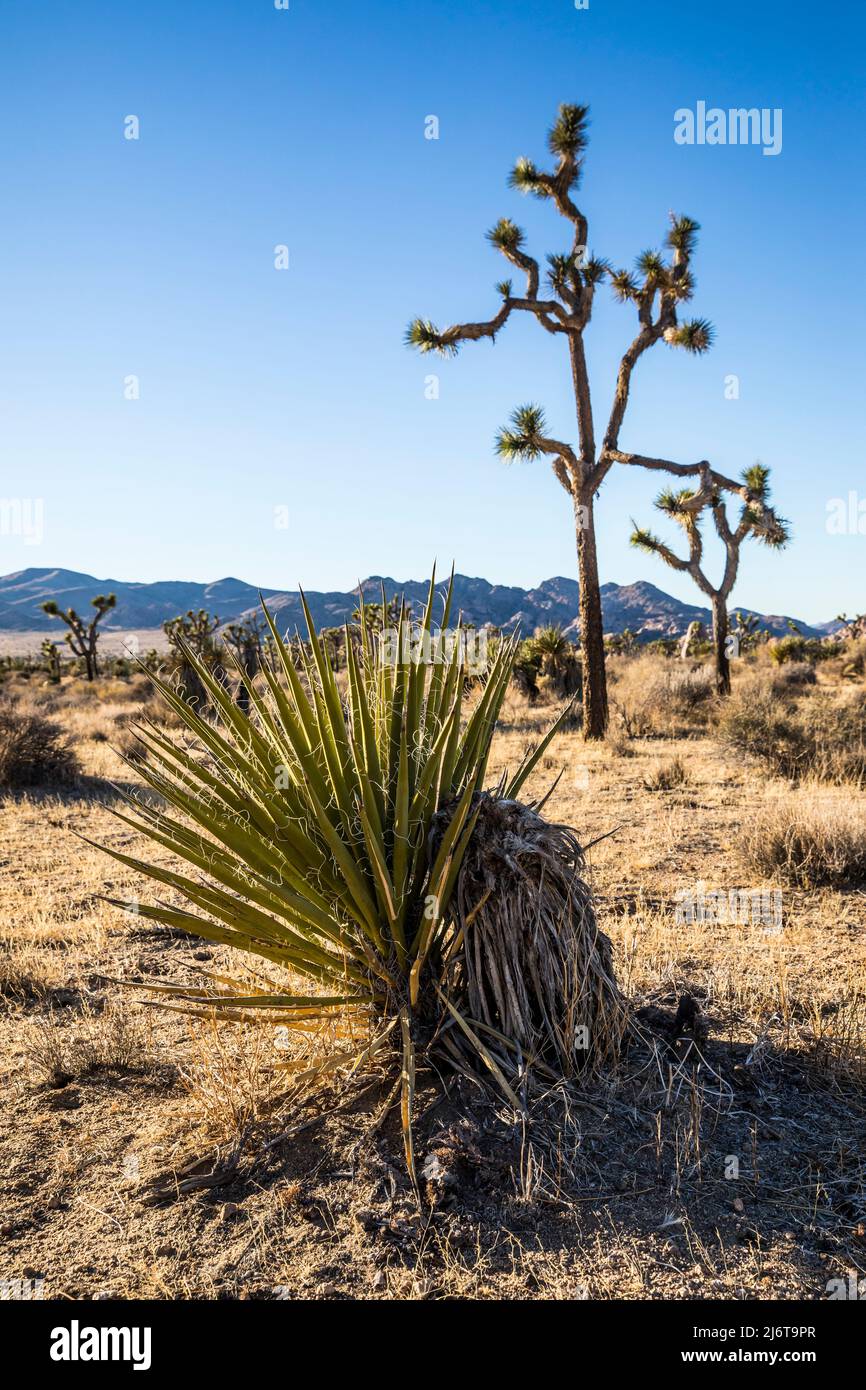 Mojave yucca hi-res stock photography and images - Alamy