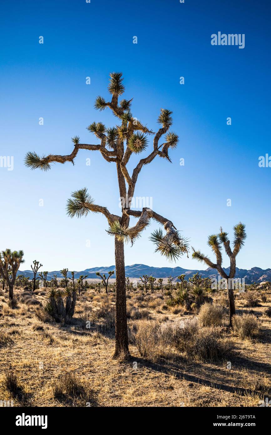 Joshua tree palm tree yucca hi-res stock photography and images - Alamy