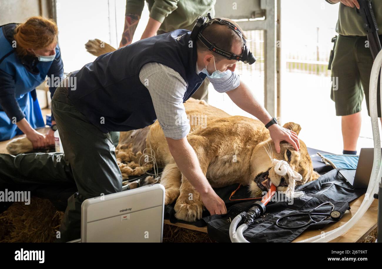 Veterinary Surgeon Michael Rothwell checks on Julie the 15-year-old ...