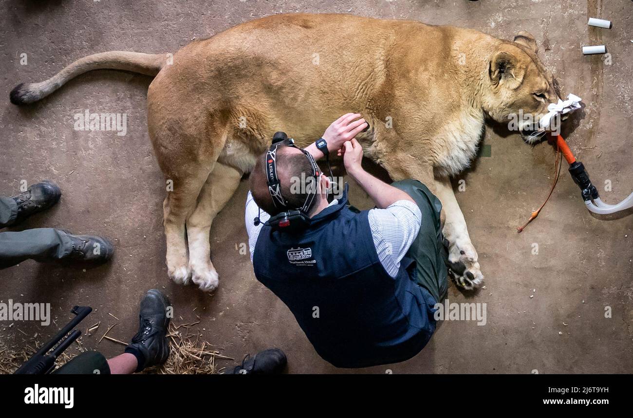 Veterinary Surgeon Michael Rothwell checks on Julie the 15-year-old ...
