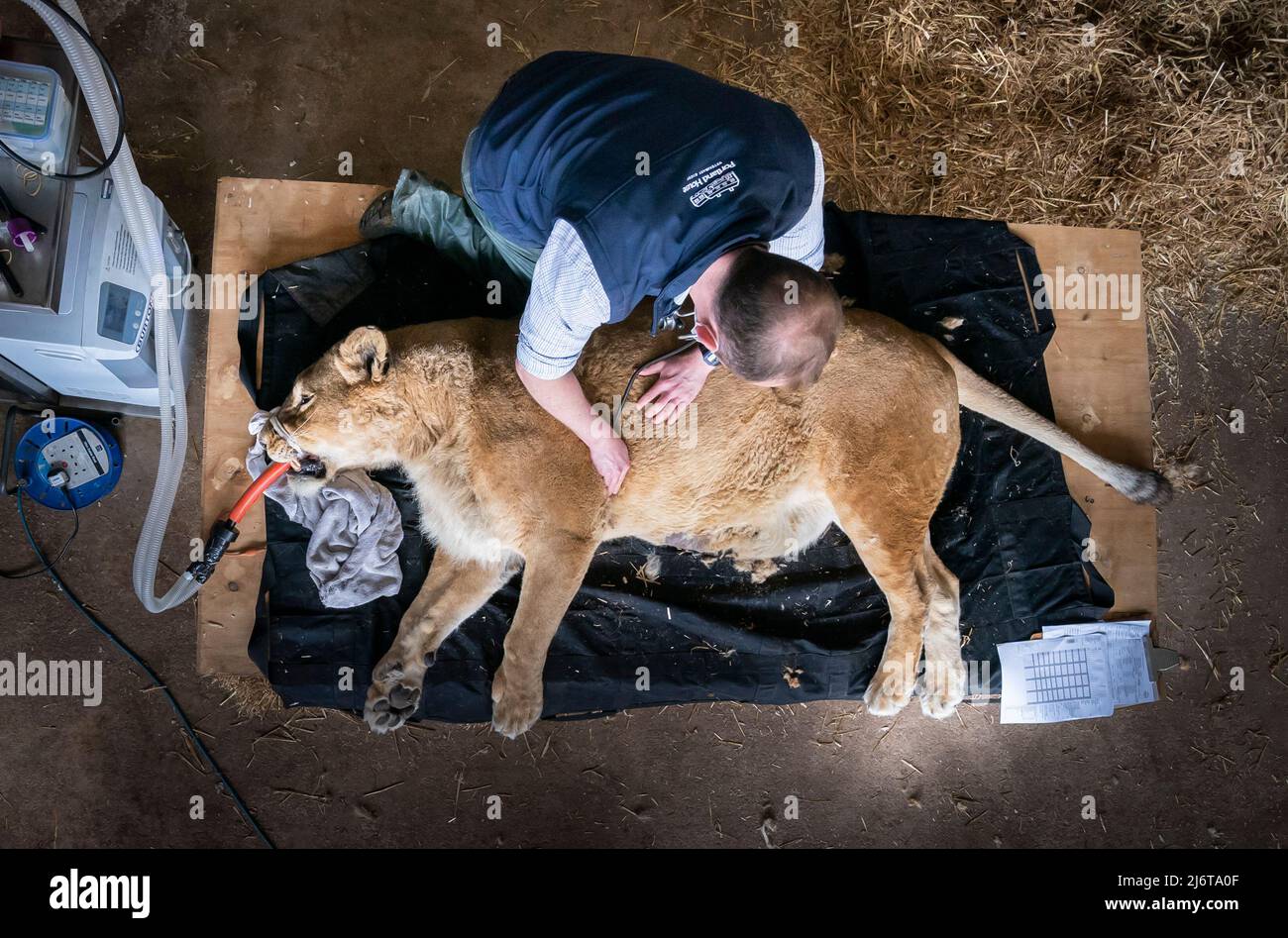 Veterinary Surgeon Michael Rothwell checks Julie the 15-year-old ...
