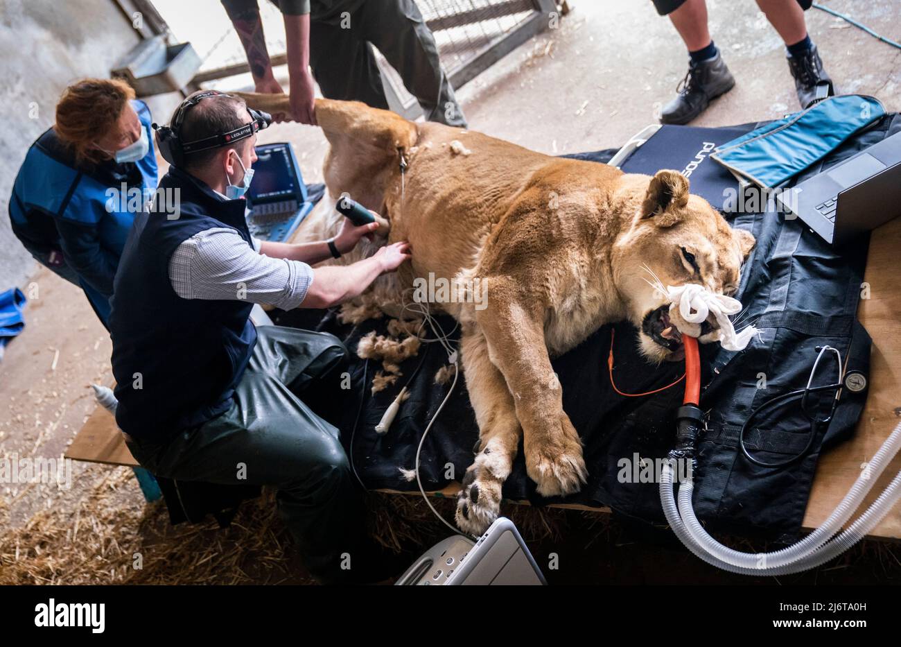 Veterinary Surgeon Michael Rothwell gives an ultrasound to Julie the 15 ...