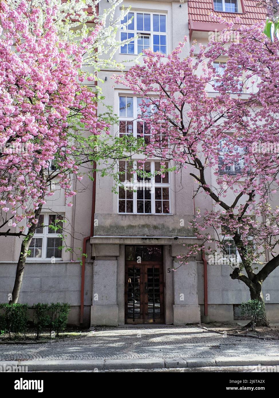 Sakura blossom trees near beautiful architecture building Stock Photo ...