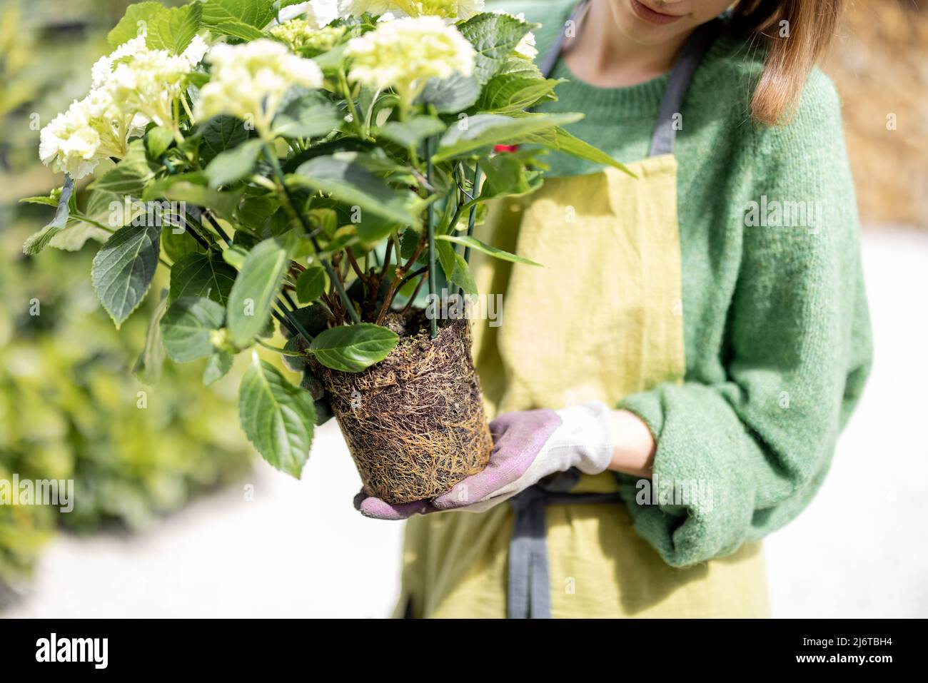 How Deep Are Hydrangea Roots