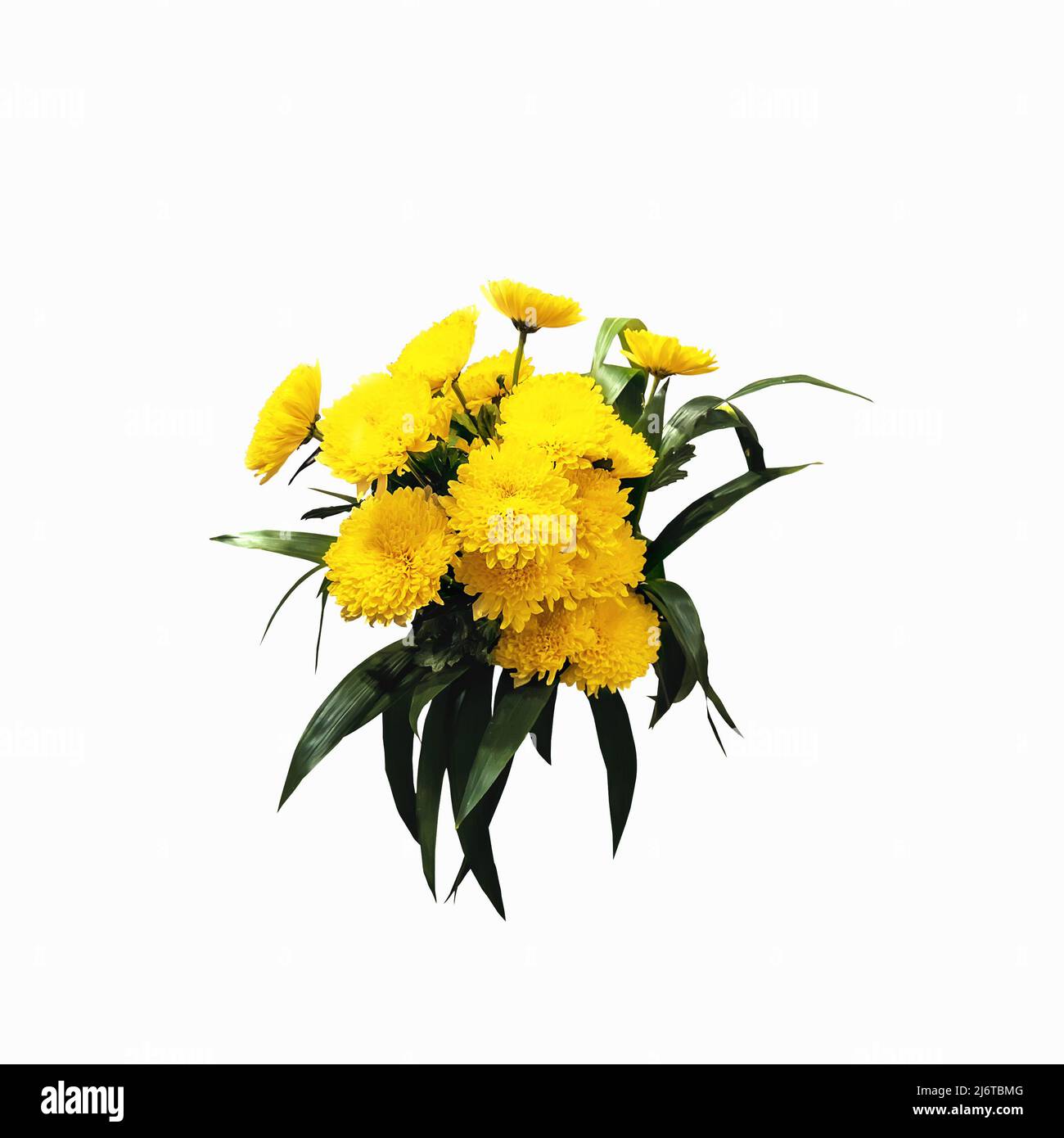 Large autumn flower head Cut Out Stock Images & Pictures - Alamy