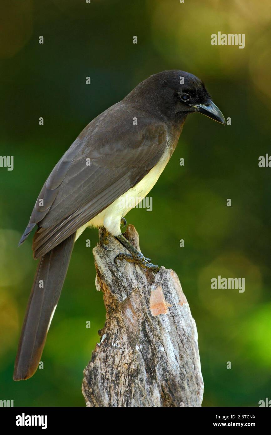 Brown Jay, Cyanocorax morio, bird from green Costa Rica forest, in the ...