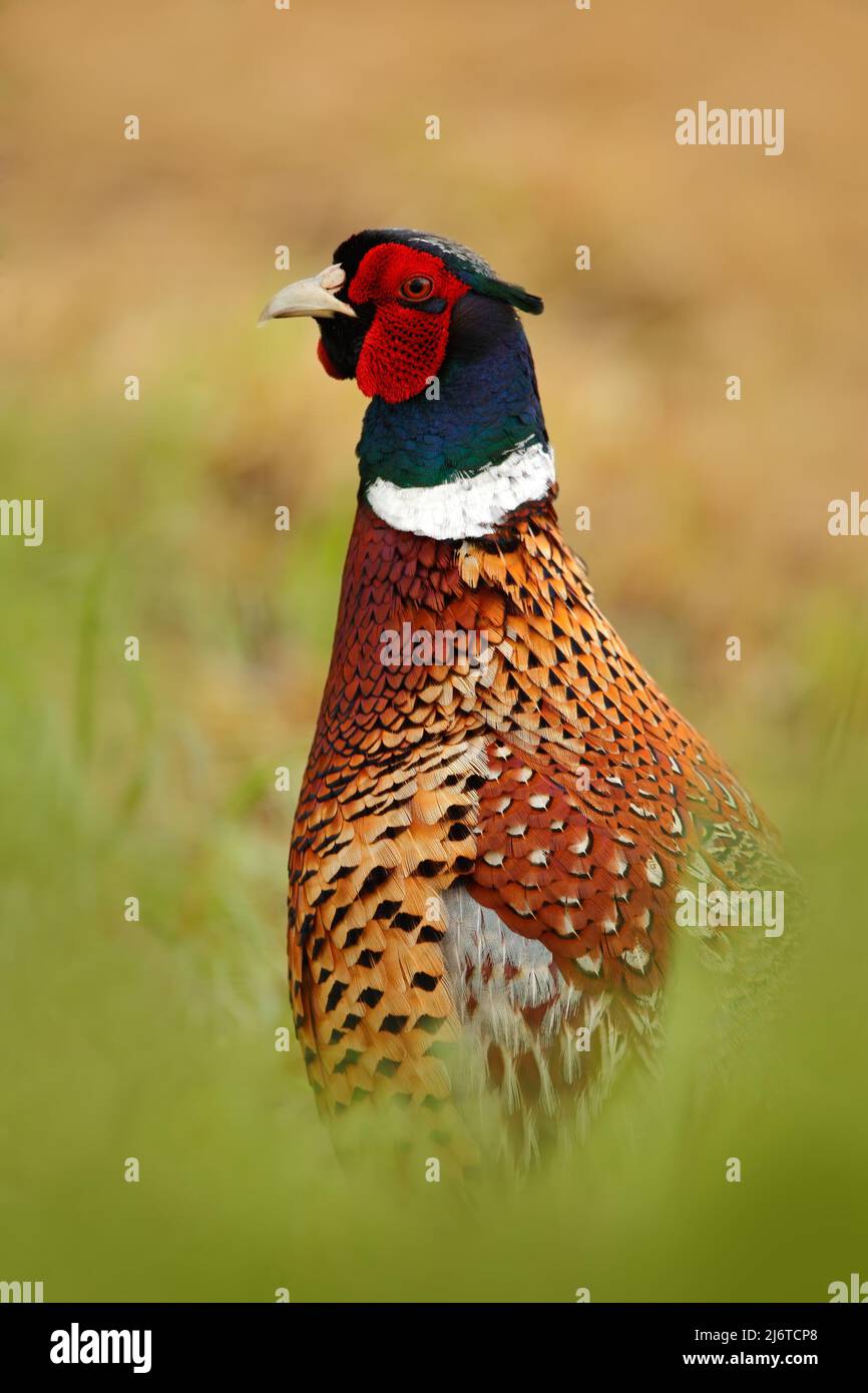 Common Pheasant, hidden portrait, bird with long tail on the green ...
