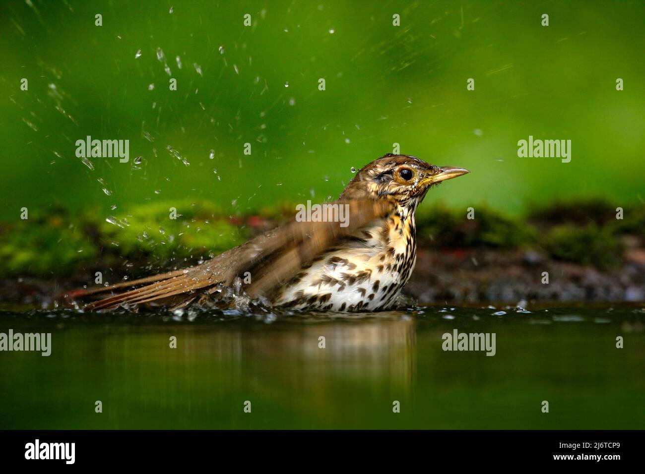 Song Thrush, Turdus philomelos, songbird sitting in the water, nice ...