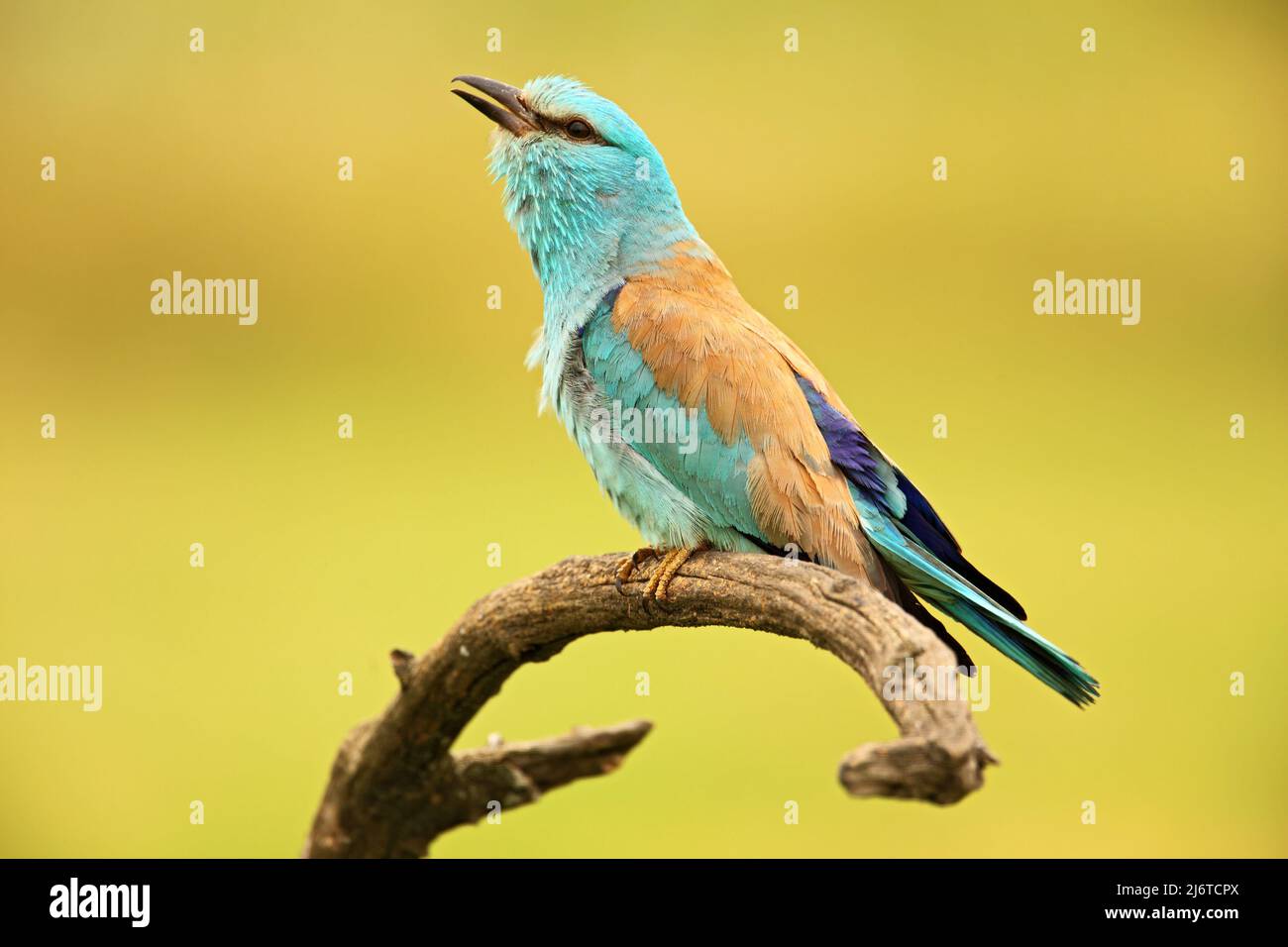 Nice colour light blue bird European Roller sitting on the branch with ...