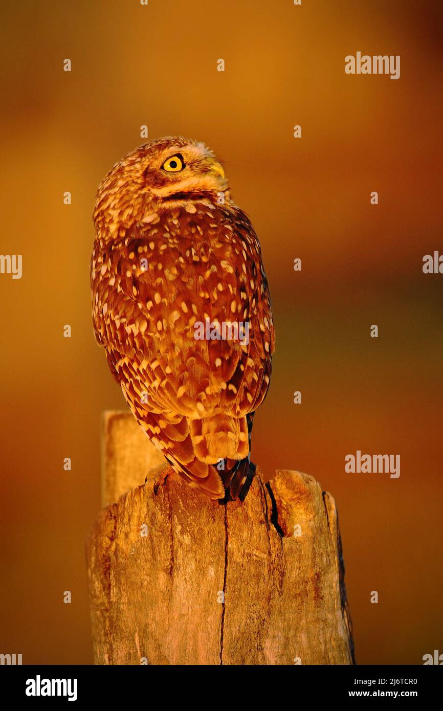 Brazil animal hi-res stock photography and images - Alamy
