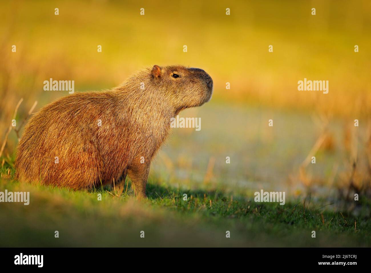 Biggest mouse, Capybara, Hydrochoerus hydrochaeris, with evening light during sunset, Pantanal ...