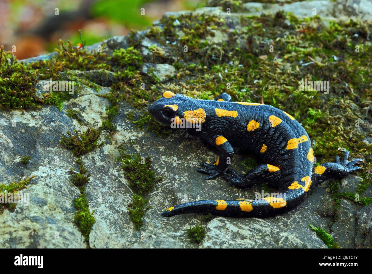 Gorgeous Fire Salamander, Salamandra salamandra, spotted amphibian on ...