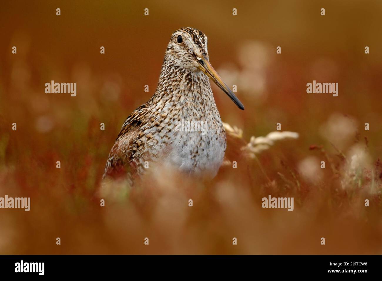 Magellanic Snipe, Gallinago paraguaiae magellanica, portrait in red ...