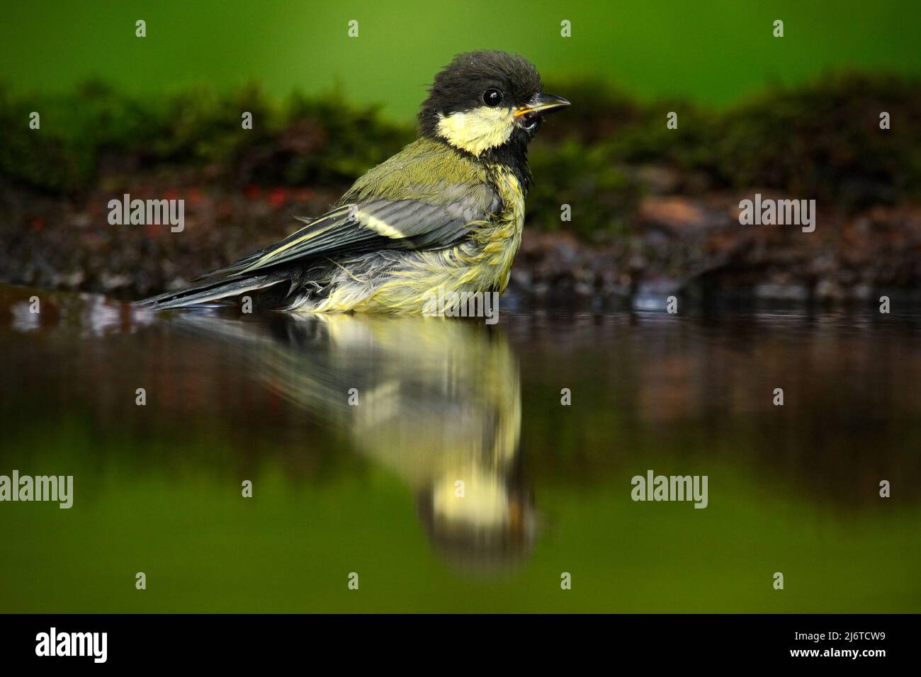 Great Tit, Parus major, black and yellow songbird sitting in the water ...