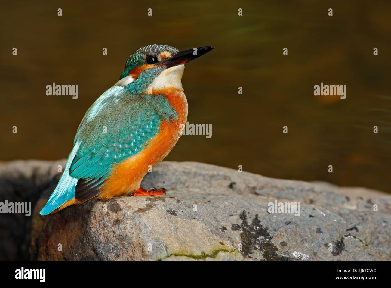Bird Common Kingfisher sitting on the stone in the river Stock Photo ...