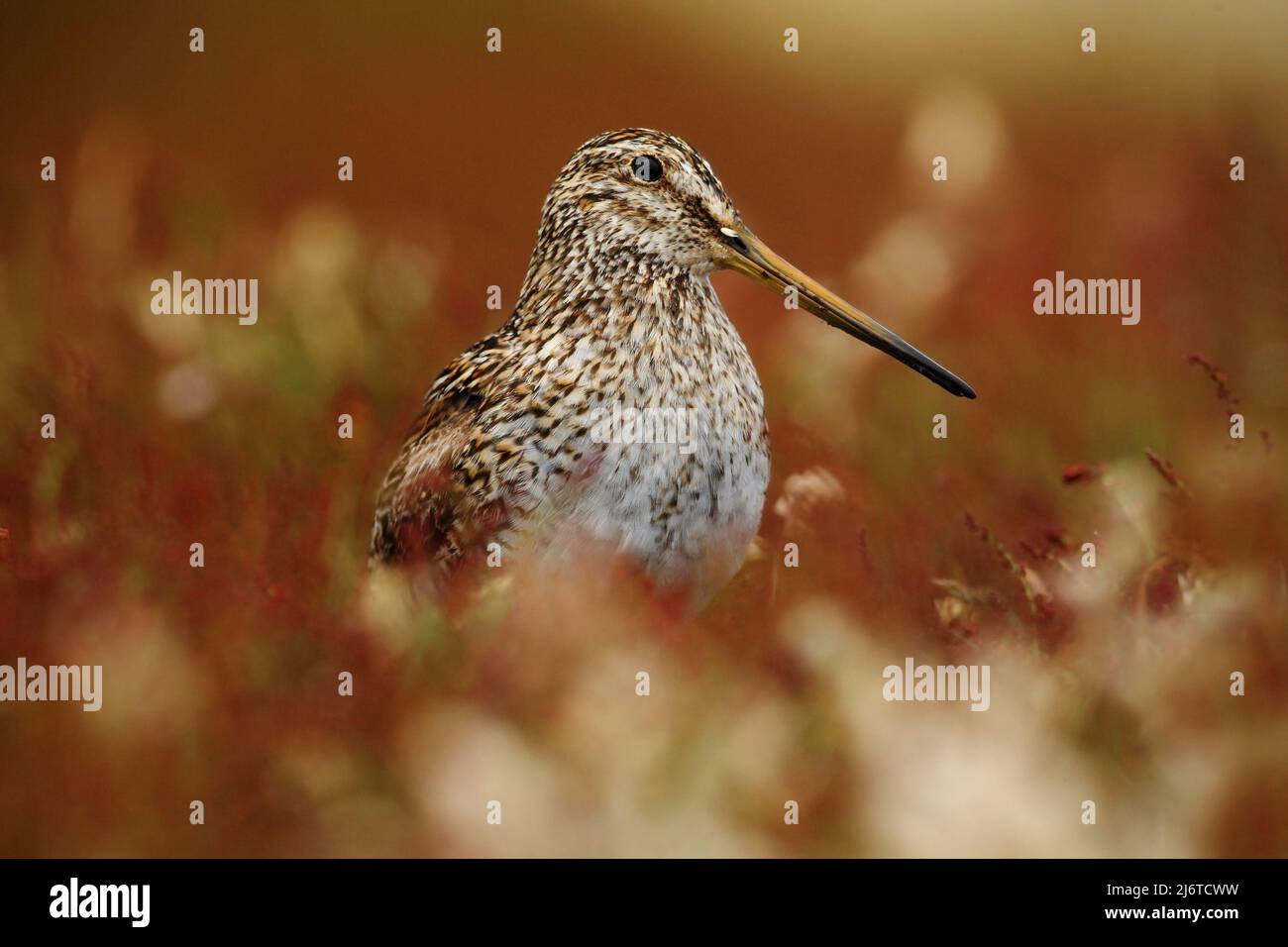 Magellanic Snipe, Gallinago paraguaiae magellanica, portrait in red ...