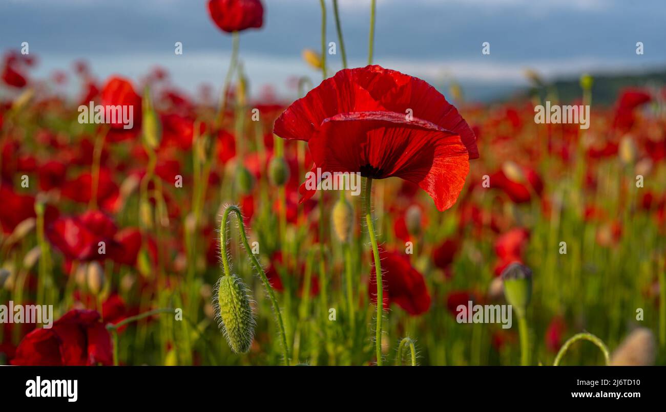 Anzac Day with red poppy flower background. Remembrance Day. National ...
