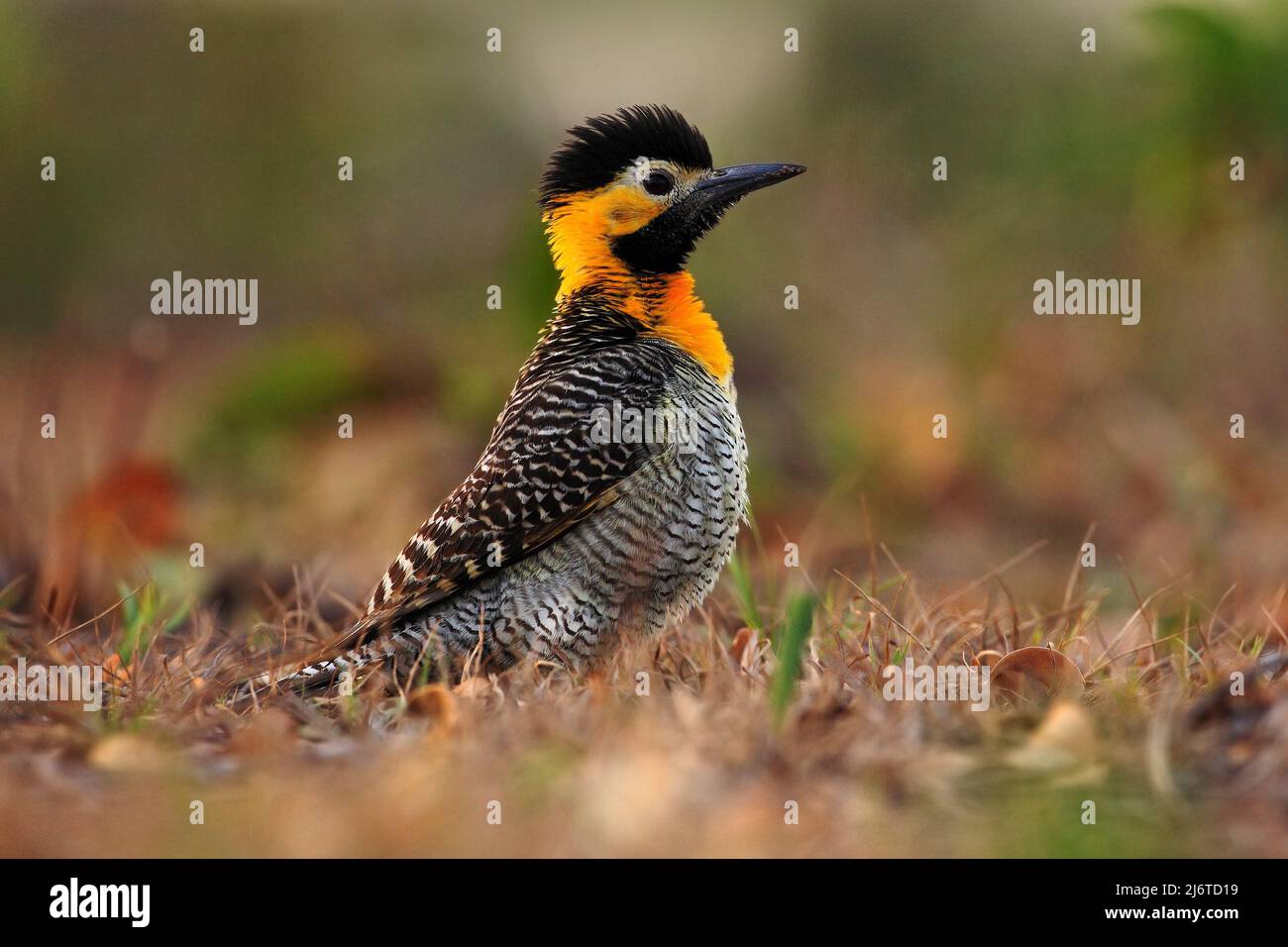 Campo Flicker, Colaptes campestris, exotic woodpecker in the nature ...