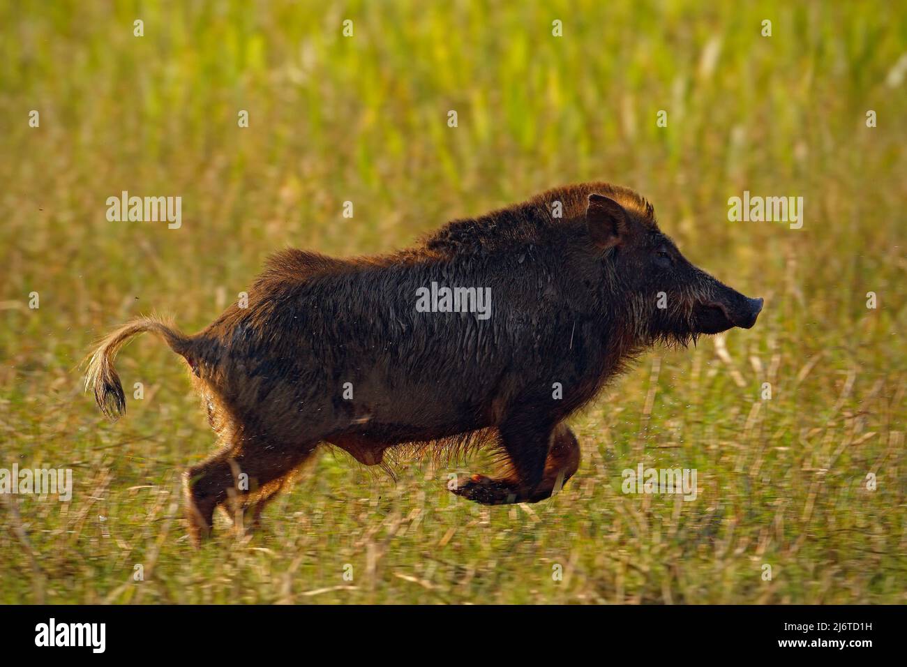 Wild pig, white-lipped peccary, Tayassu pecari, exotic animal running ...