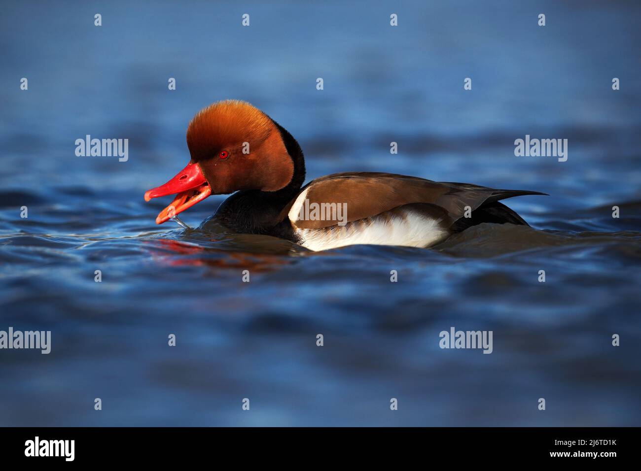 Nice duck with rusty head Red-crested Pochard, Netta rufina, floating ...