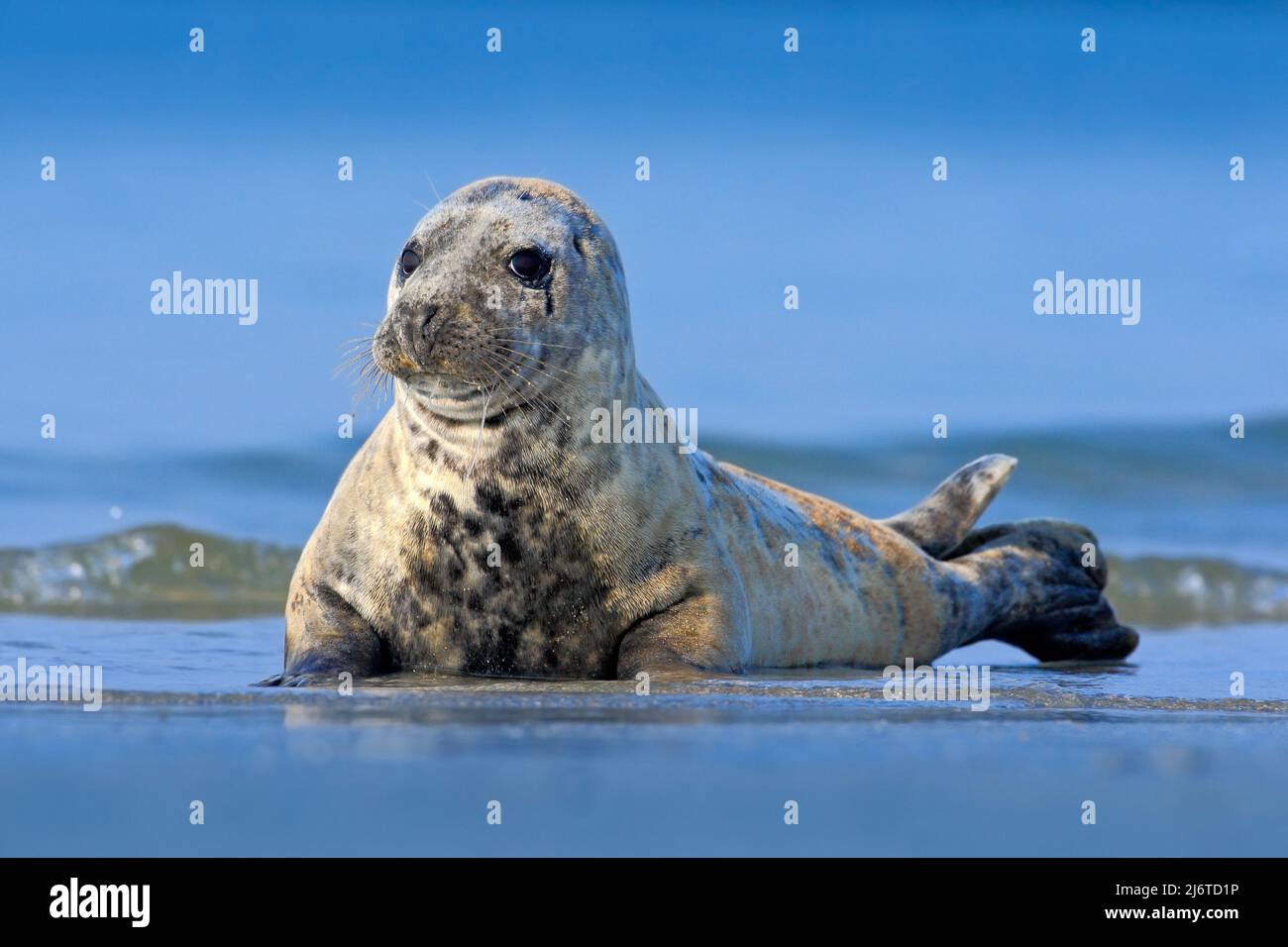 Adult common seal beach hi-res stock photography and images - Alamy