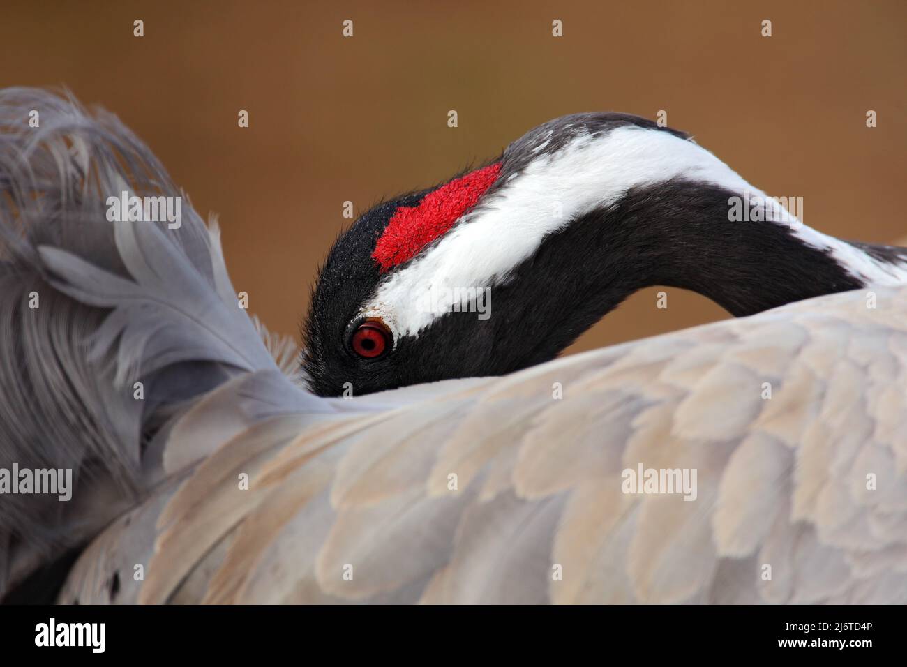 Portrait of common crane with hidden head in grey feathers, Lake ...